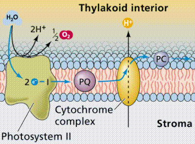Diagrama De Membrana Tilacoide