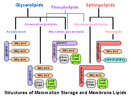 Esquema de uma membrana celular.