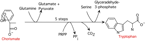 Síntese do triptofano: